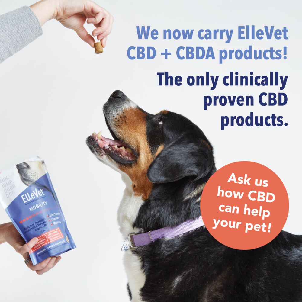Anxiety & Stress at the Vet - Cedar Way Veterinary Clinic
